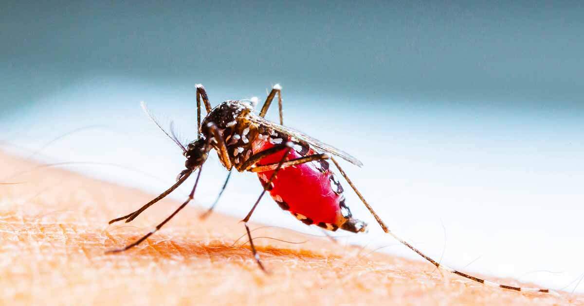 Why Did God Make Mosquitoes? | Christian Courier